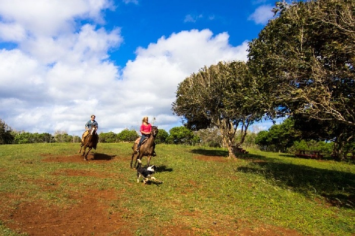 Gunstock Ranch Horseback Rides Oahu - Kahuku, HI | Tripster